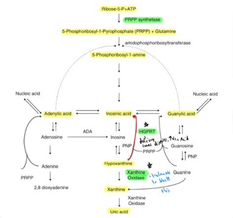 Hyperuricemia And Gout Part 1 Flashcards Quizlet