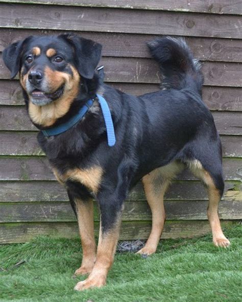 Crib 5 Year Old Female Rottweiler Cross Available For Adoption