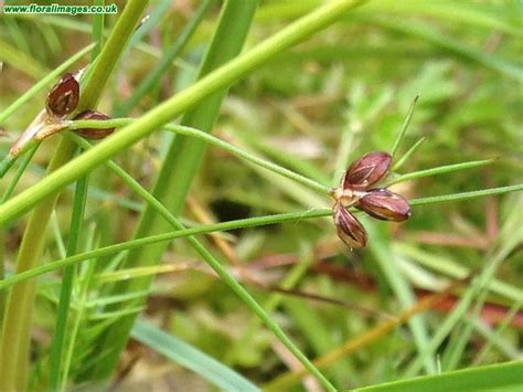 Juncus Bulbosus Picture 1 Of 2