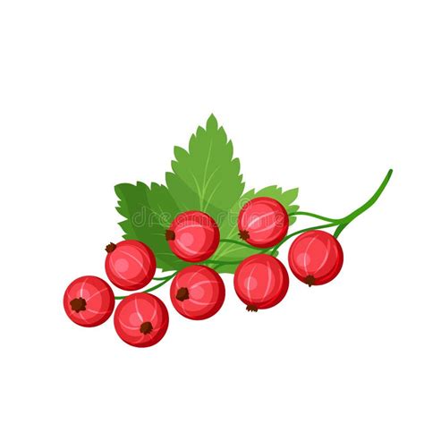 Illustration De Groseille Rouge De Vecteur Illustration De Vecteur