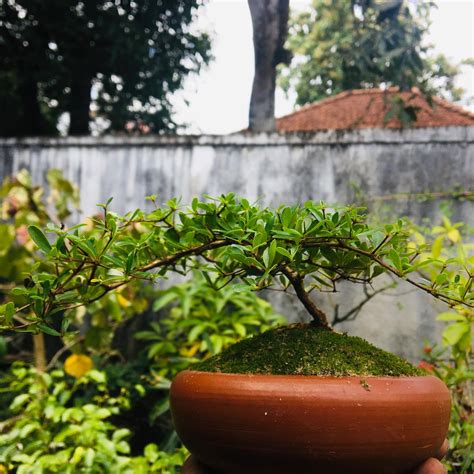 Cactalust කුරු කොට්ටම්බා 🌳 On Sale Now A Wide Facebook