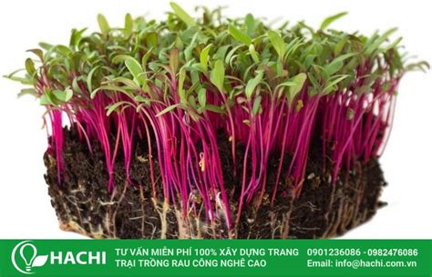 Hạt Giống Rau Dền đỏ Chất Lượng Cho Năng Suất Cao Giá Rẻ