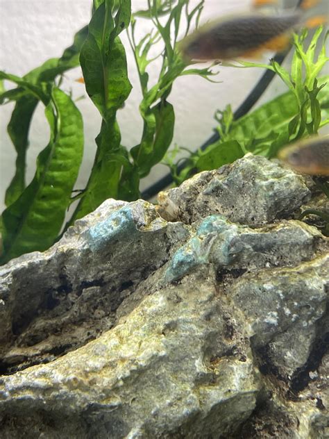 Api Super Ick Cure Stained My Seiryu Stone R Aquariums