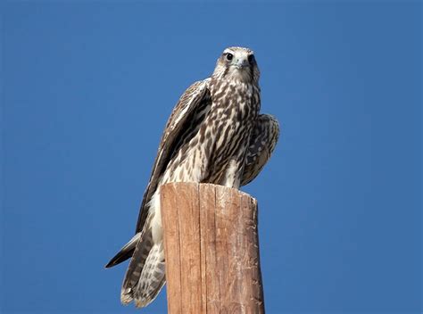 ინტერნეტ მაღაზია Siberian Wellness