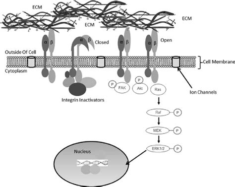 Integrins Can Have Open And Closed Configurations That Influence
