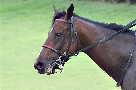 【京都金杯・調教後の馬体重】オニャンコポン476キロ イルーシヴパンサーはプラス16キロの490キロ 競馬ニュース・特集なら東スポ競馬