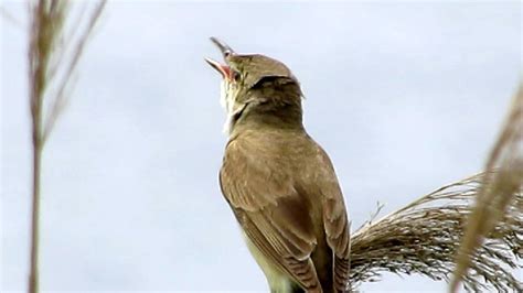 葦原でギョギョシギョギョシと鳴くオオヨシキリ 東京都荒川周辺 野鳥動画 YouTube