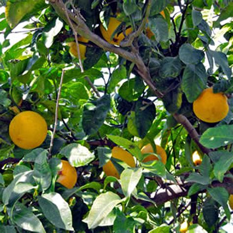 Bergamote – Au Comptoir des Plantes et des Tisanes | Phytothérapie ...