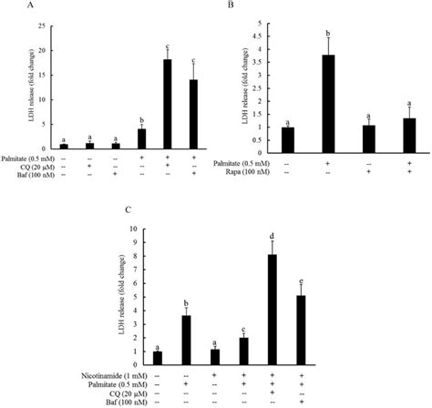 Nicotinamide Protects Hepatocytes Against Palmitate Induced