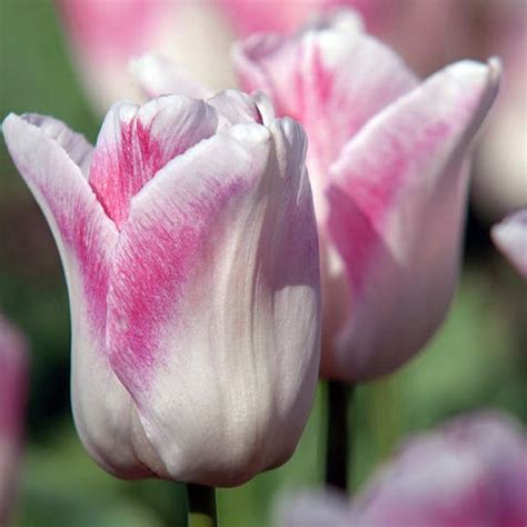 TULIPAN TRIUMPH KYOKO TAKAHASHI 5 SZT 11157070639 Oficjalne