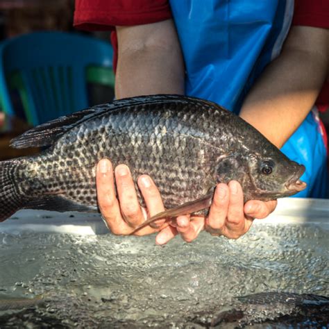 INFOMINA Trik Sederhana Membedakan Ikan Nila Jantan Dan Betina