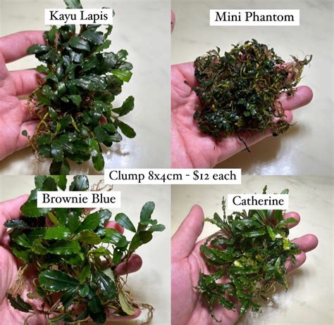 [bucep Aquatic Plants] Bucephalandra Clump Catherine Mini Phantom Brownie Blue Kayulapis
