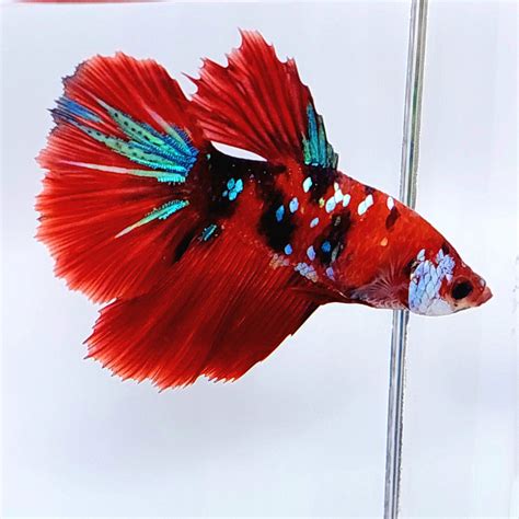 Red Koi Tiger Galaxy Halfmoon Female For Sorority Tankbreed Zaga Farm