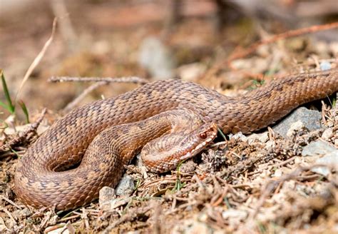 Huggorm Hur Farlig är Den