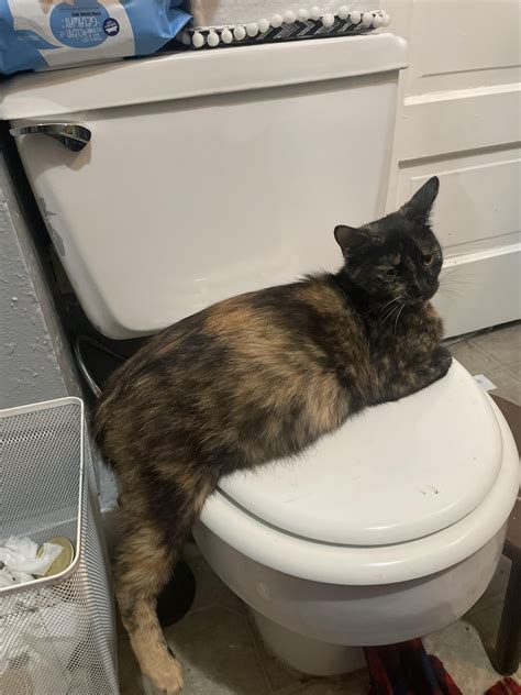 We Brought In This Beautiful And Very Pregnant Stray A Couple Weeks Ago