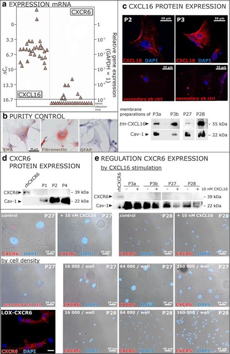 Inverse Signaling Of The Transmembrane Chemokine CXCL Contributes To Proliferative And Anti