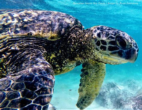 Endangered Turtles