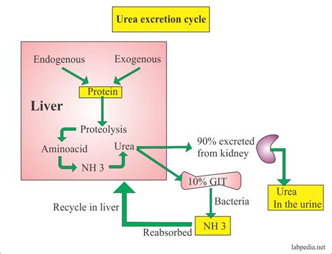 Urine 24 Hours Urea Urine Urea Nitrogen24 Hours