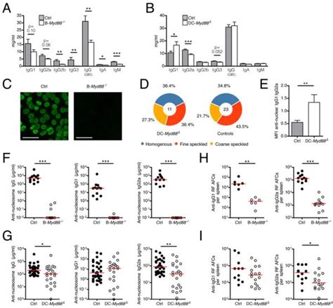 Signals Via The Adaptor MyD In B Cells And DCs Make Distinct And Synergistic Contributions To
