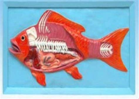Penampang Ikan