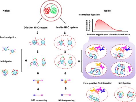 The Characteristics Of The Two Hi C Systems Dilution Vs In Situ