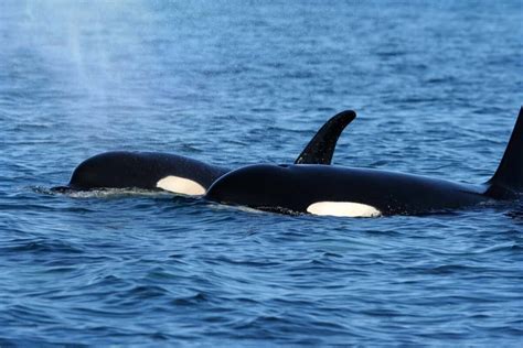Why Young Orcas Are 45 Times More Likely To Die Without Their
