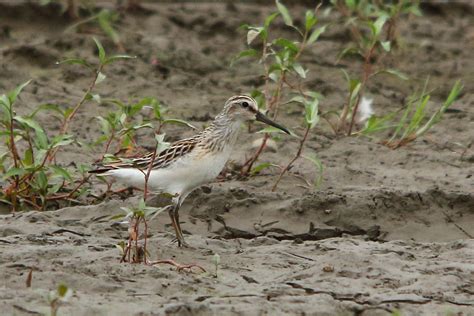 キリアイ 2018 09 01 日本の野鳥識別図鑑