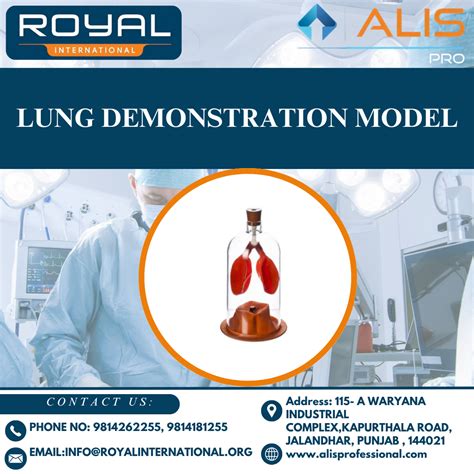 Lung Demonstration Model At Best Price In Jalandhar Punjab Royal