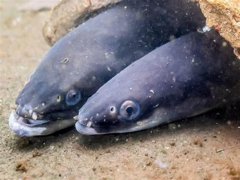 Scientists Finally Figured Out How Eels Reproduce