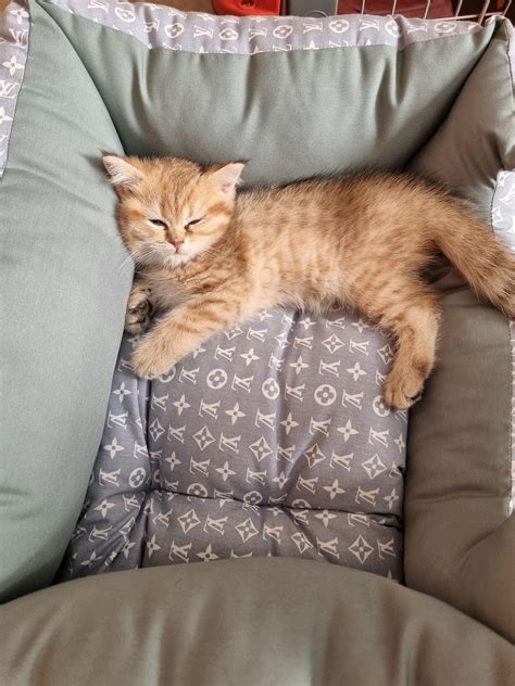 My First Illegally Smol Cat Rillegallysmolcats