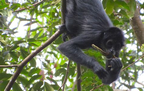 Spider Monkeys Habitat
