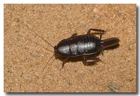 Ground Cockroach Lochman Transparencieslochman Transparencies