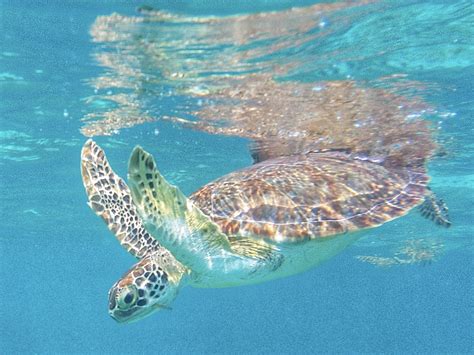 Tito The Tiny Turtle Second Shift Rooster