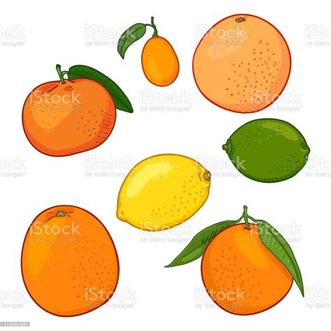 Detail Gambar Animasi Buah Jeruk Koleksi Nomer 17