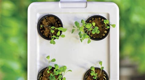 How To Build A DWC Deep Water Culture System At Home Nature S Gateway