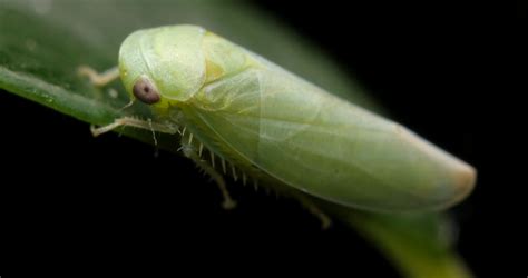 Free Photo Leaf Hopper Animal Fly Hopper Free Download Jooinn