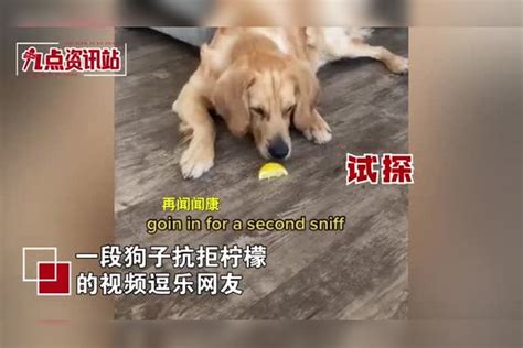瞬间打脸狗子上一秒表情狰狞抗拒柠檬下一秒阴转晴逗乐网友 柠檬 表情 瞬间