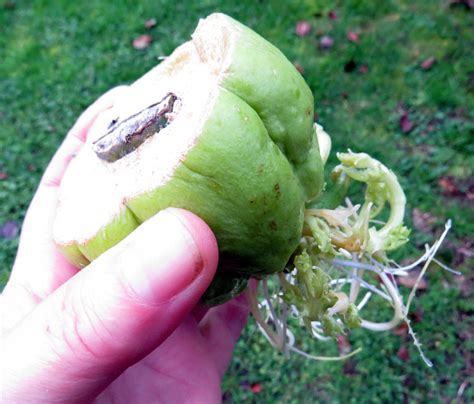 Choko Growing From Seed Rediscover Modern Homesteading