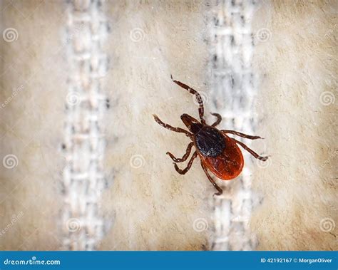Female Deer Tick Stock Image Image Of Black Virus Live 42192167