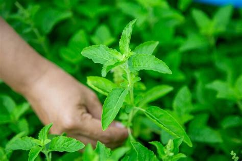 Premium Photo Close Up Of Young Womans Hands Planting Basil In The