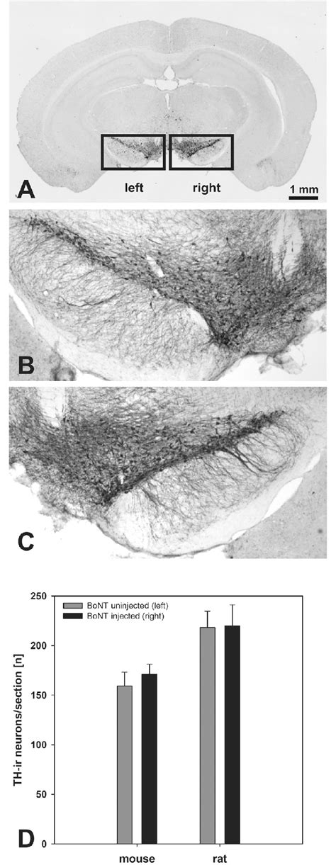 A C Immunohistochemical Staining For Th Of Mouse Sn 9 Months After