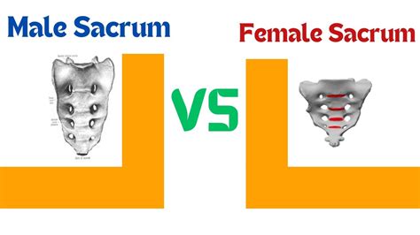 Male Sacrum Vs Female Sacrum Youtube