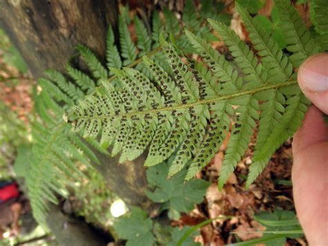 Polystichum Lobatum Dryopteridaceae Image At Phytoimages Siu Edu