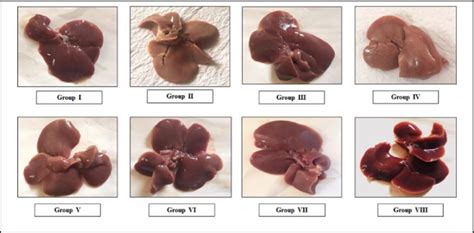 Liver Samples Of Various Experimental Rat Groups Download Scientific Diagram