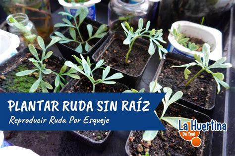 Cómo Plantar Ruda Sin Raíz Reproducir Ruda Por Esqueje La Huertina