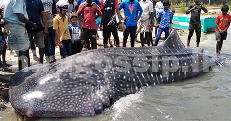 මඟ වැරදී මුලතිව් වෙරළට ආ දැවැන්ත මුතු මෝරෙකුට ධීවරයින් පිරිසක් එක්ව සිදු කළ දේ Photos Muthu