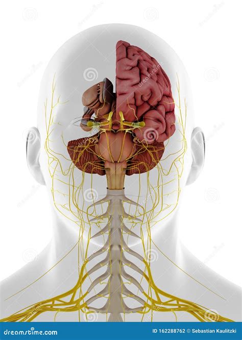 A Frontal View Of The Internal Brain Anatomy Stock Illustration