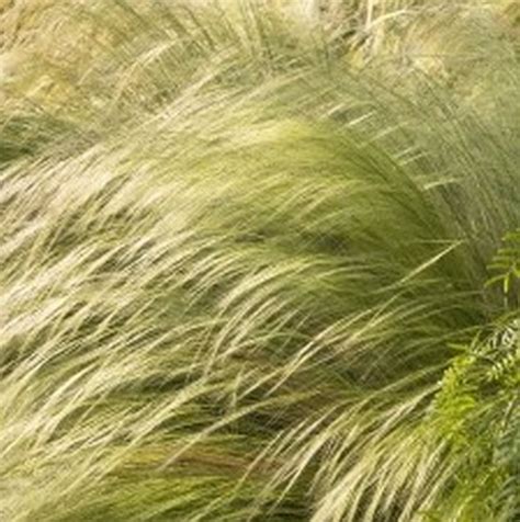 Mexican Feather Grass