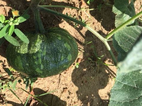 Thai Kang Kob Pumpkin I My Garden Space And Pepper Plant Facebook