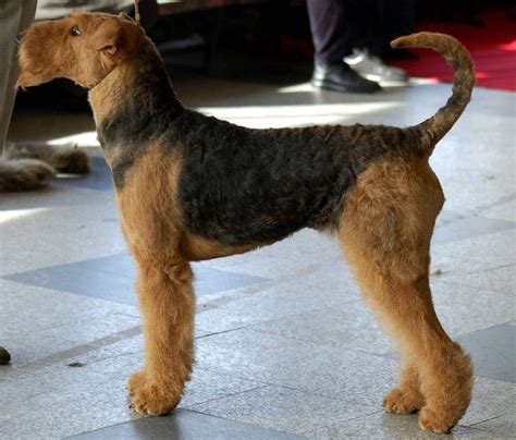 Airedale Terrier Grooming Pattern